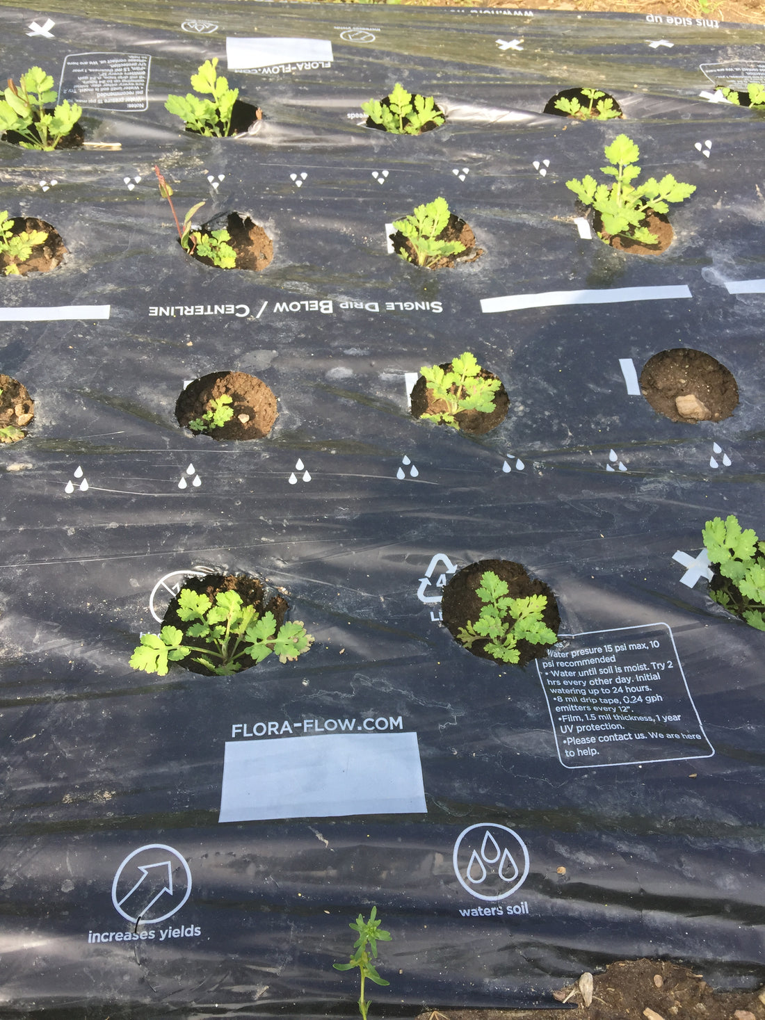 Vegetable Garden Drip Irrigation Systems & Plastic Mulch for Gardens ...