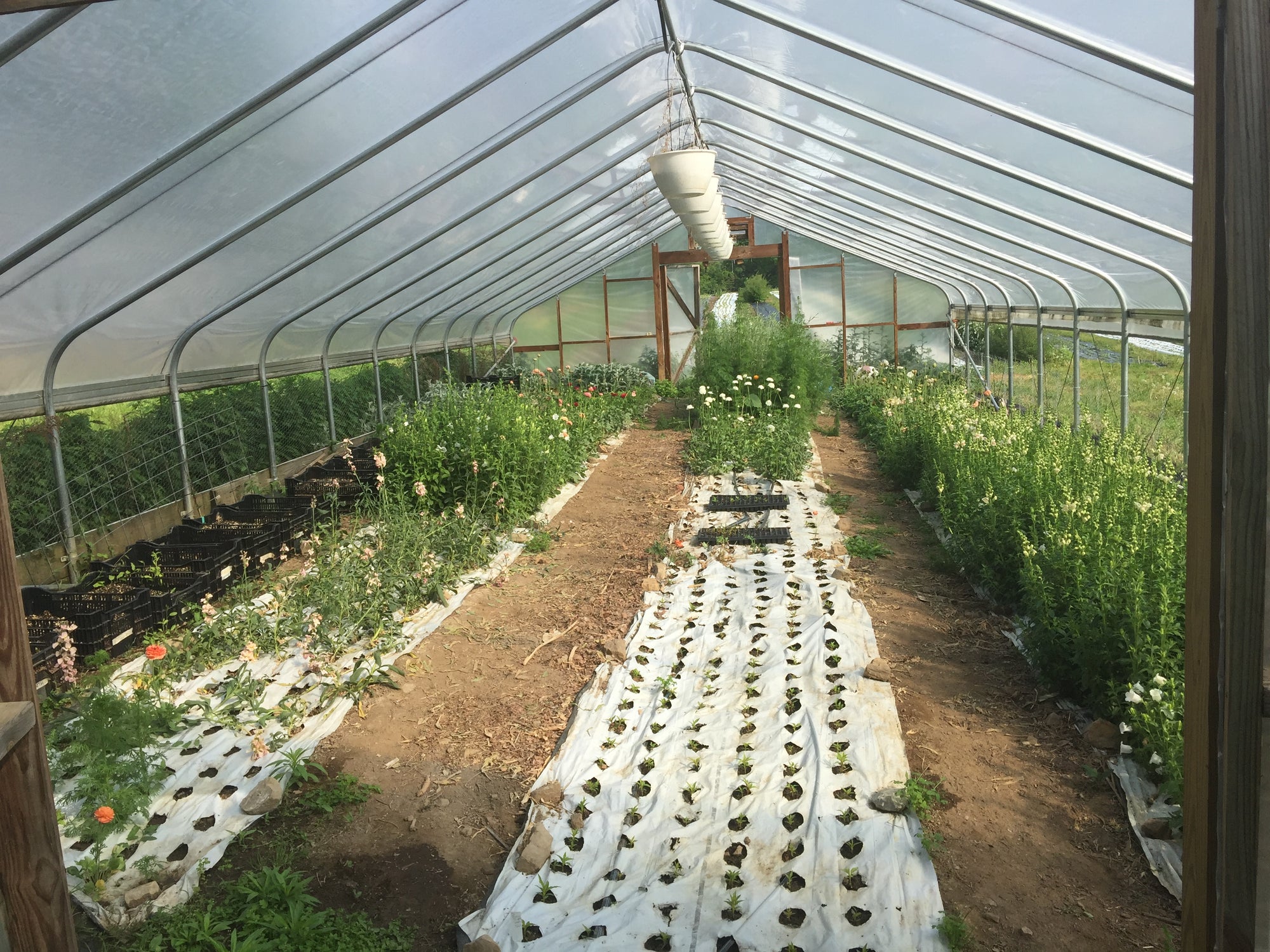 Vegetable Garden Drip Irrigation Systems & Plastic Mulch for Gardens ...