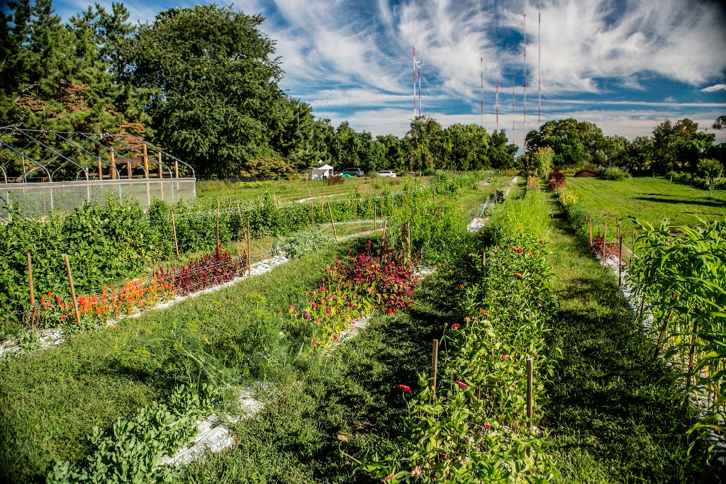 Vegetable Garden Drip Irrigation Systems & Plastic Mulch for Gardens ...