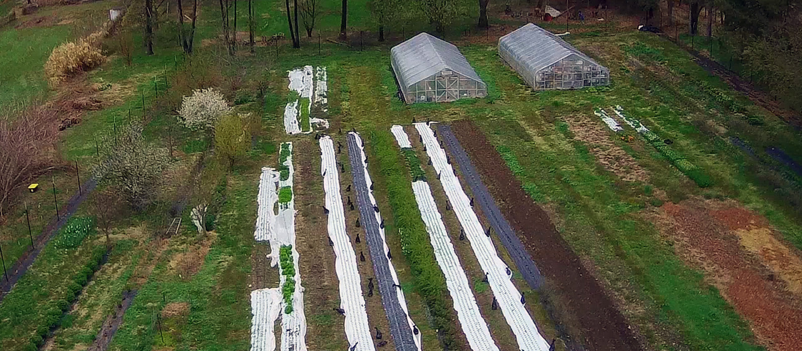 Vegetable Garden Drip Irrigation Systems & Plastic Mulch for Gardens ...